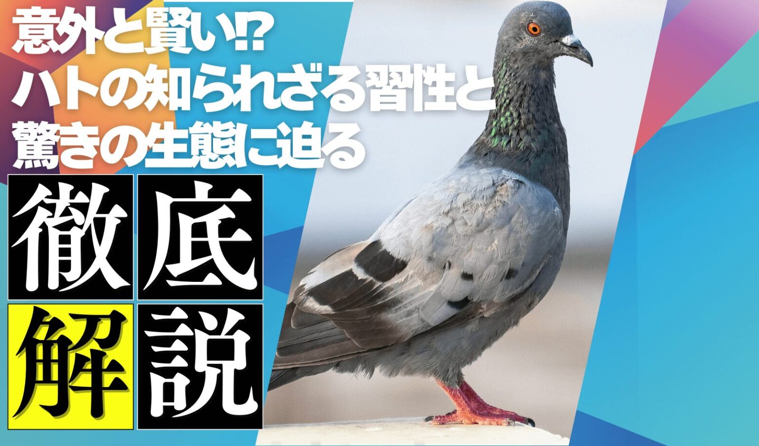 意外と賢い!? ハトの知られざる習性と驚きの生態に迫る ｜ 名古屋のホームページ制作 WEB制作会社｜株式会社ZoDDo